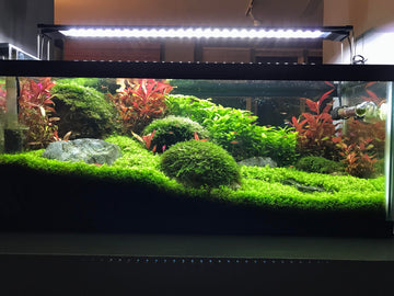 Home – MarcusFishTanks