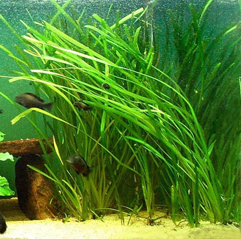 5 Jungle Vallisneria Jungle Val Plants – MarcusFishTanks