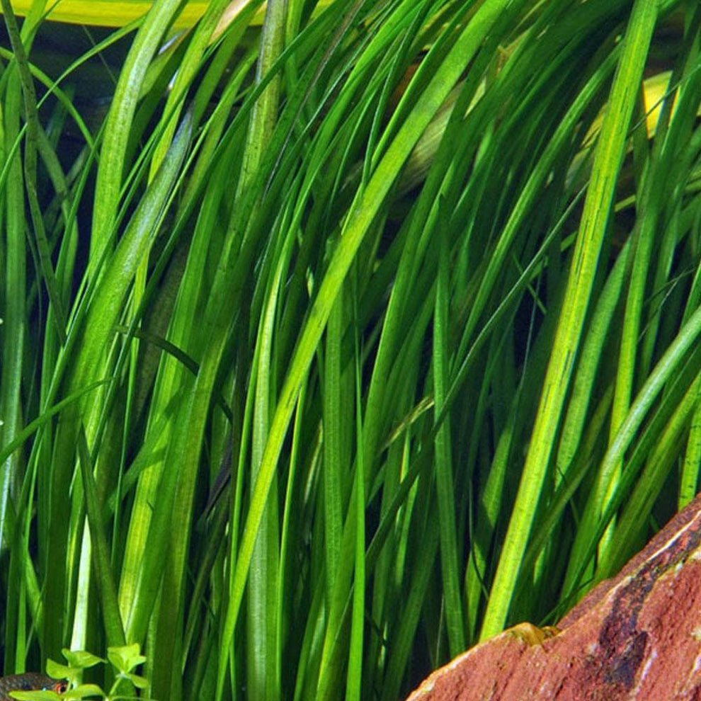 5 Jungle Vallisneria Jungle Val Plants – MarcusFishTanks