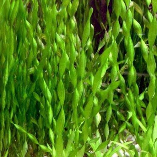 Corkscrew Vallisneria