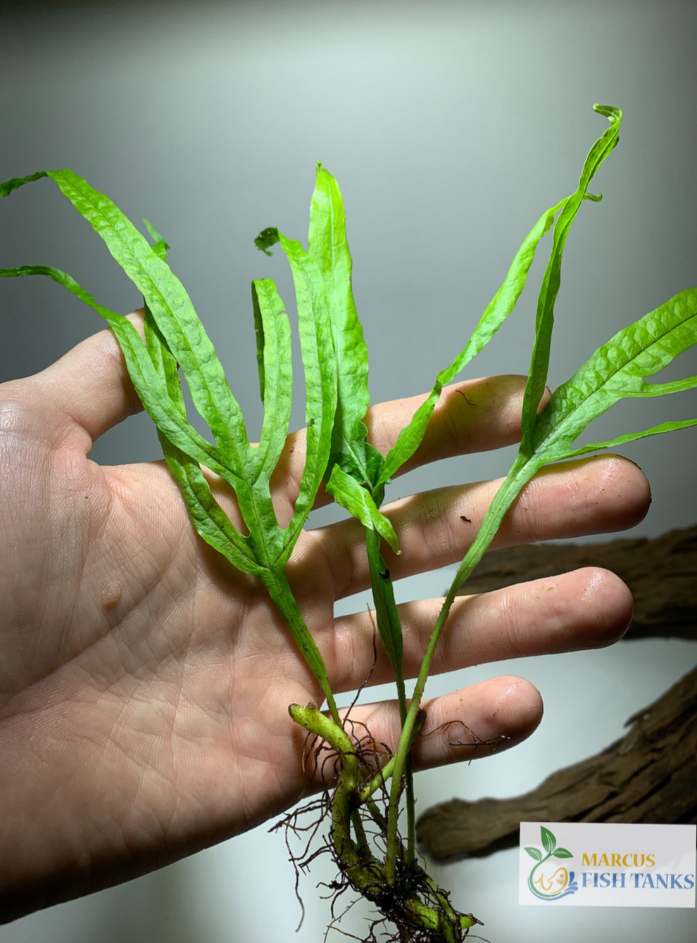 Java Fern Trident Microsorum Pteropus 'Trident' – MarcusFishTanks